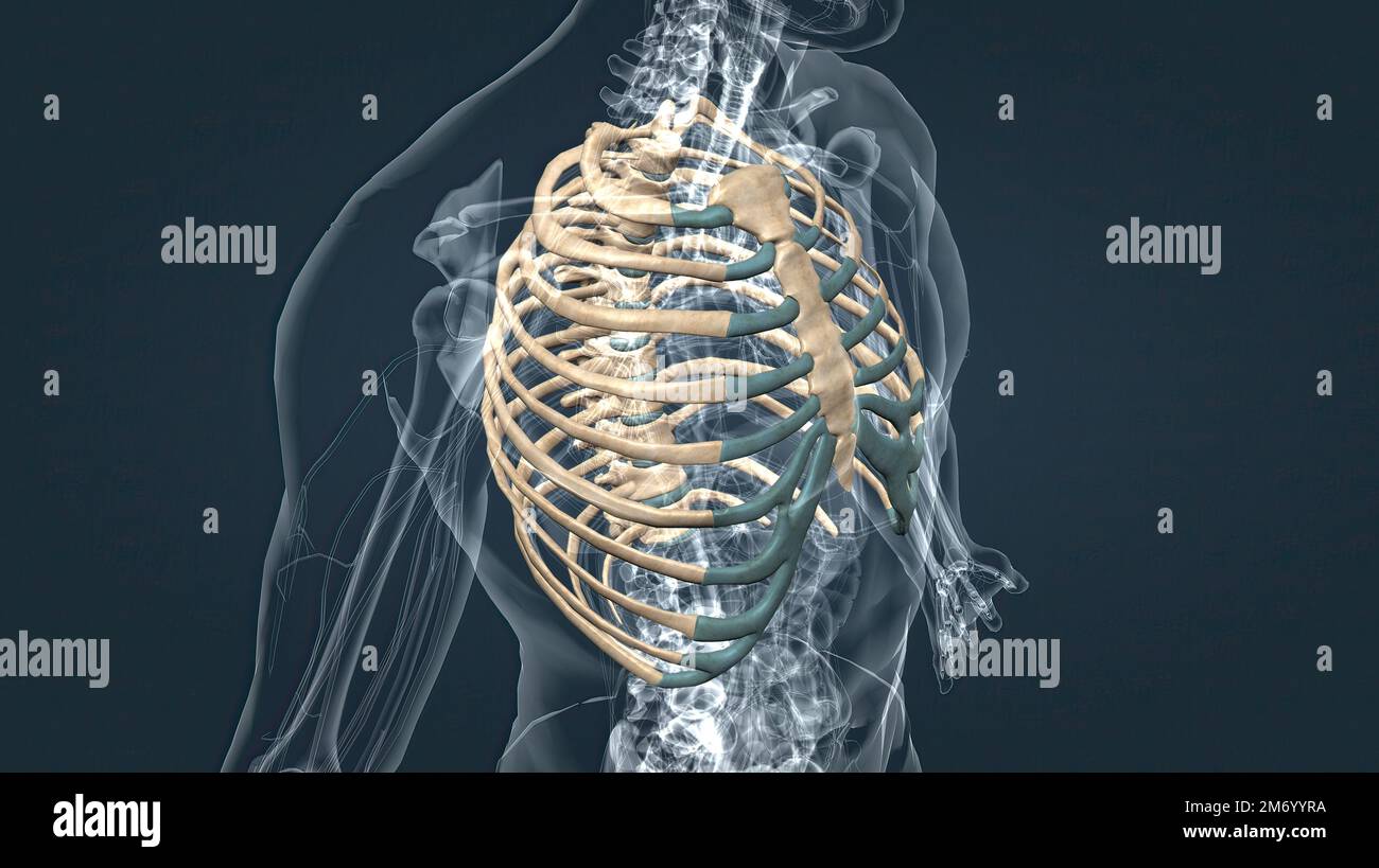 Hyaline cartilage joint hi-res stock photography and images - Alamy