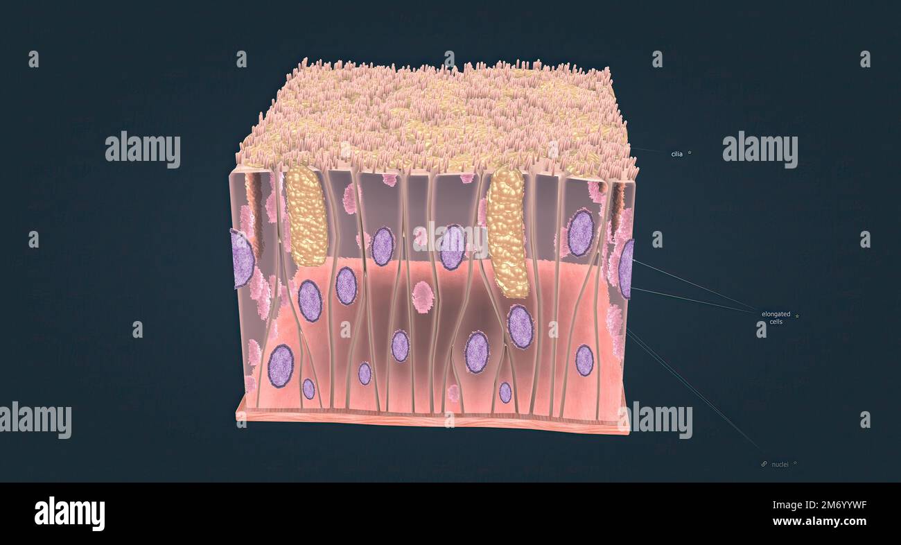 Ciliated epithelial tissue hi-res stock photography and images - Alamy