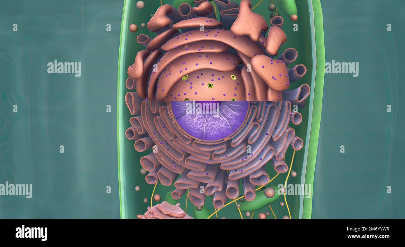 Cytoskeleton of plant cells hi-res stock photography and images - Alamy