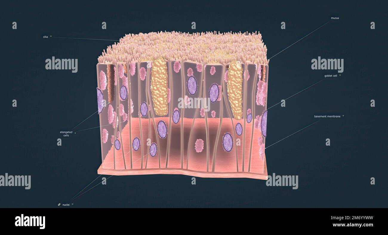 Ciliated epithelial tissue hi-res stock photography and images - Alamy