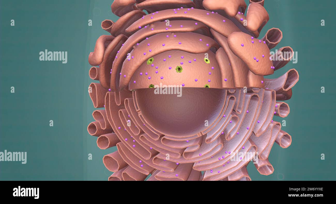 Cytoskeleton of plant cells hi-res stock photography and images - Alamy