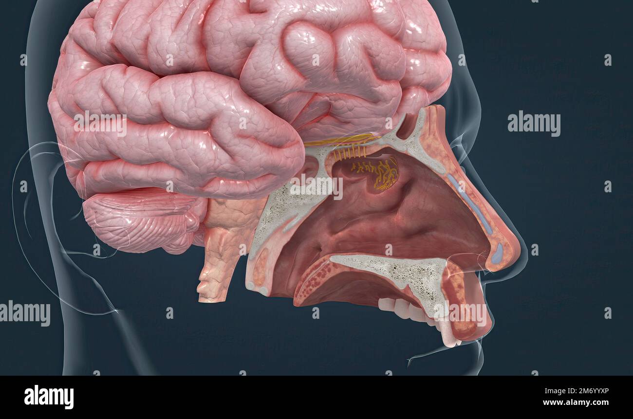 Olfactory epithelium receptor hi-res stock photography and images - Alamy