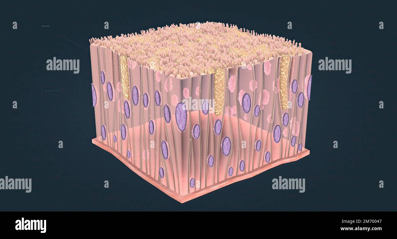 Ciliated epithelial tissue hi-res stock photography and images - Alamy