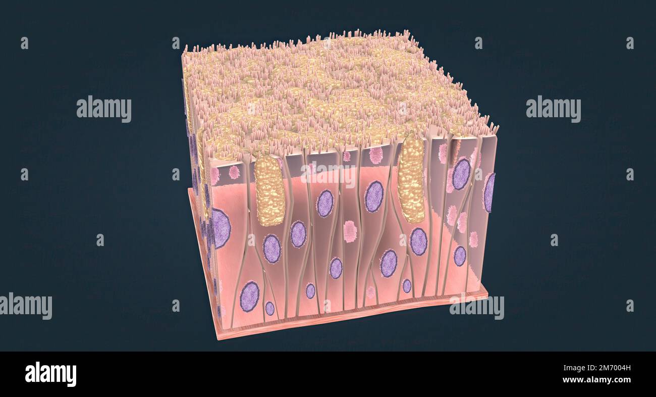 Ciliated epithelial tissue hi-res stock photography and images - Alamy