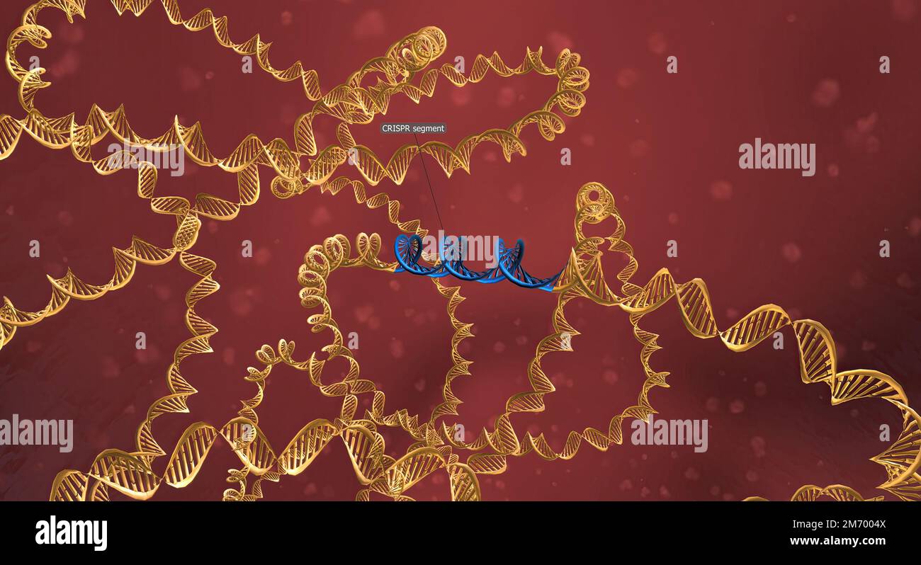 Gene knockout hi-res stock photography and images - Alamy