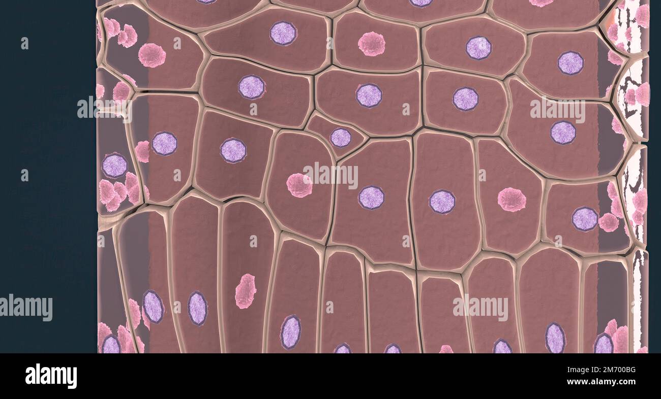 Non keratinized stratified squamous epithelium hi-res stock photography ...