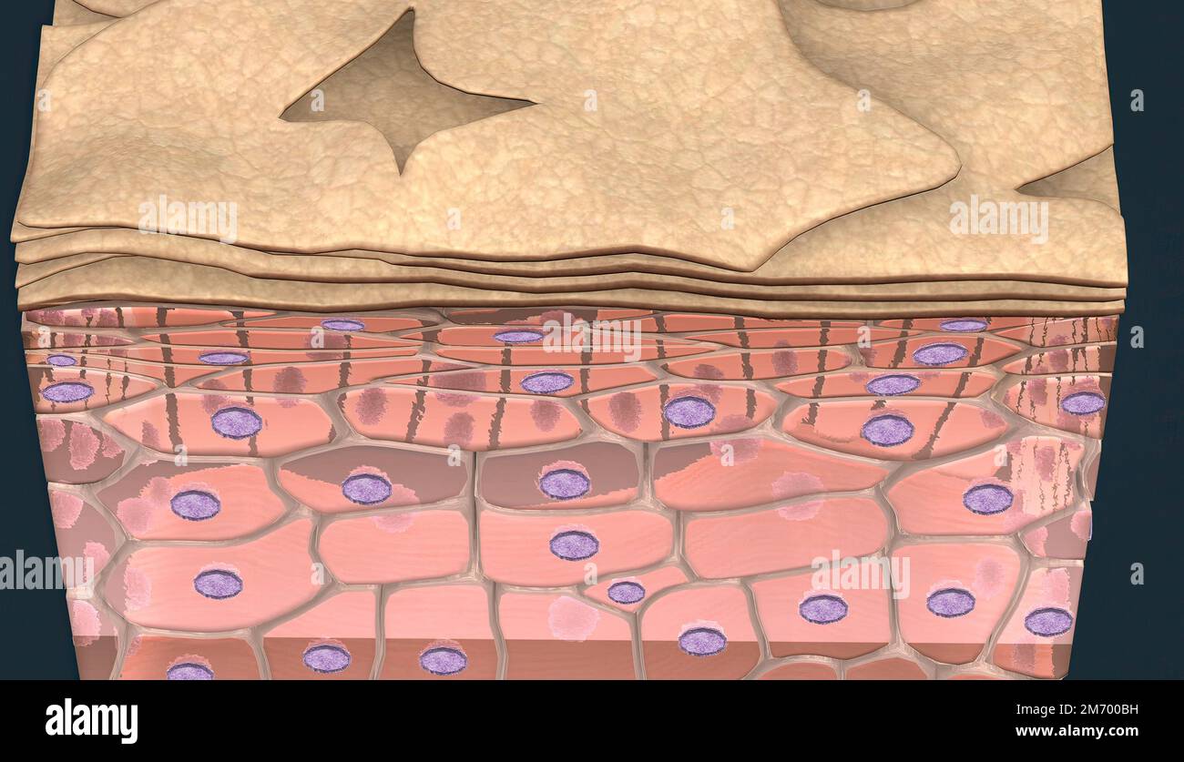 Absorptive epithelium hi-res stock photography and images - Alamy