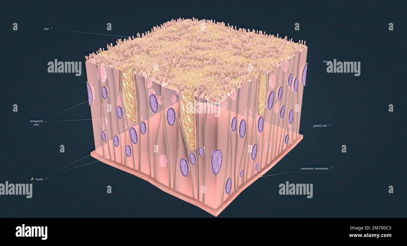Ciliated epithelial tissue hi-res stock photography and images - Alamy