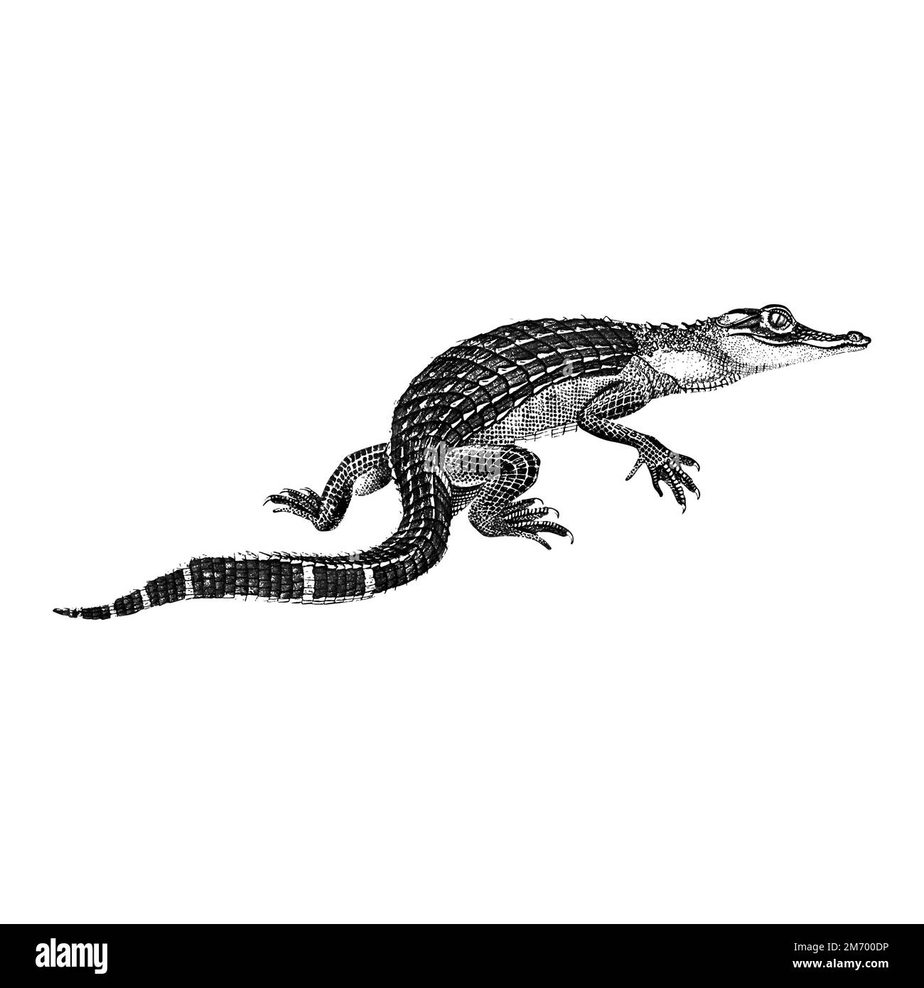Vintage illustrations of Alligator Stock Vector Image & Art - Alamy