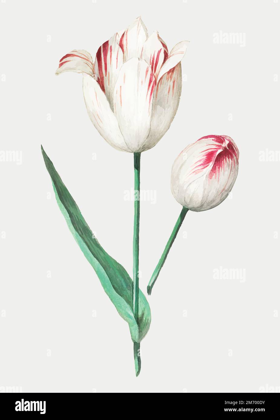 Dutch tulip drawing hi-res stock photography and images - Alamy