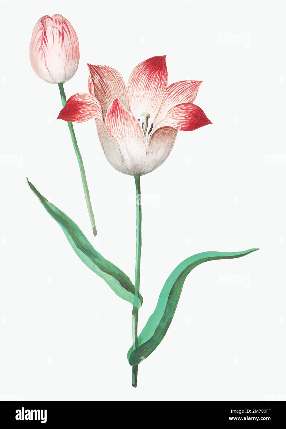 Vintage tulip flower illustration in vector Stock Vector Image & Art ...