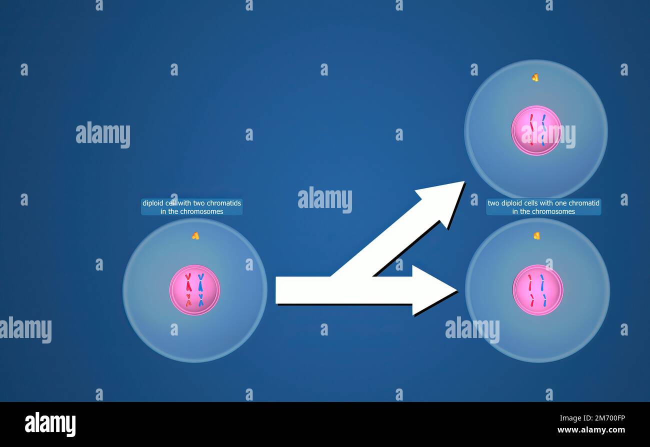 Chromatids meiosis hi-res stock photography and images - Alamy