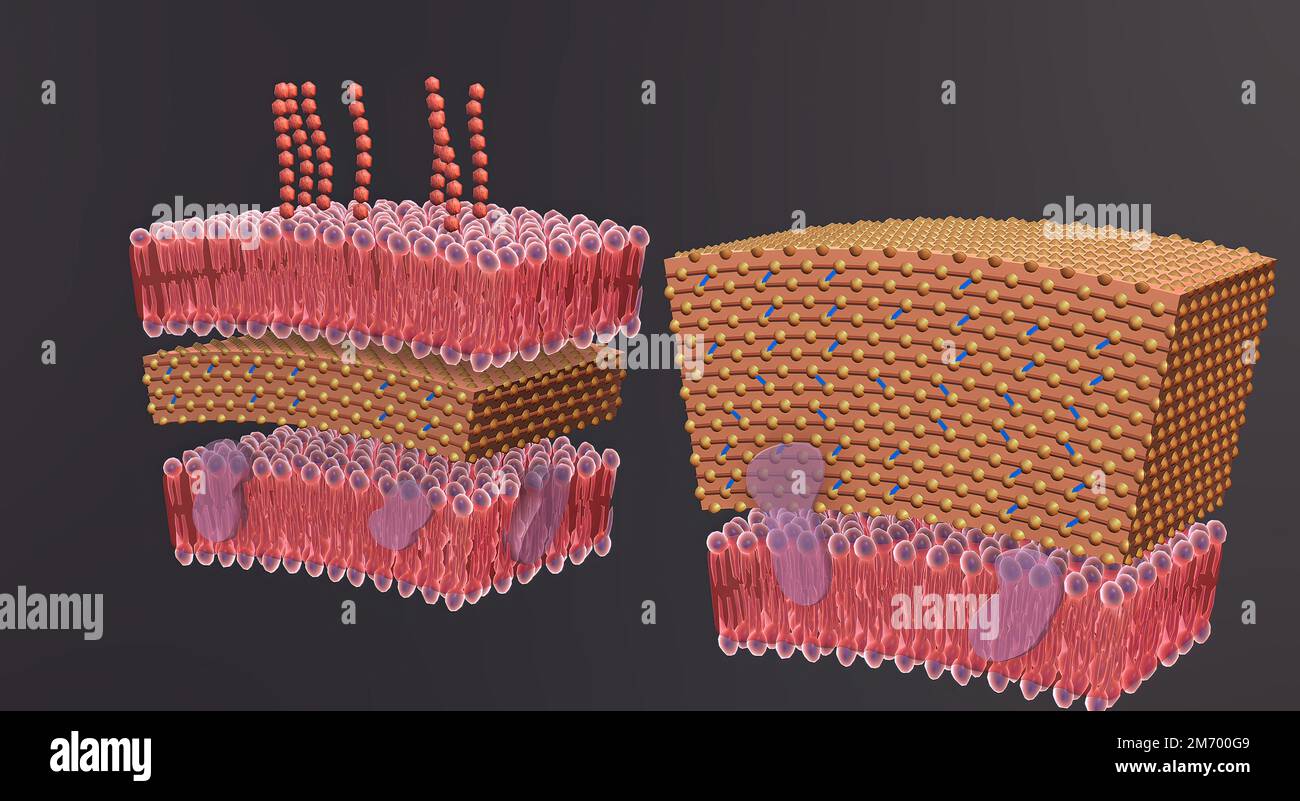 Rod shaped cells hi-res stock photography and images - Alamy