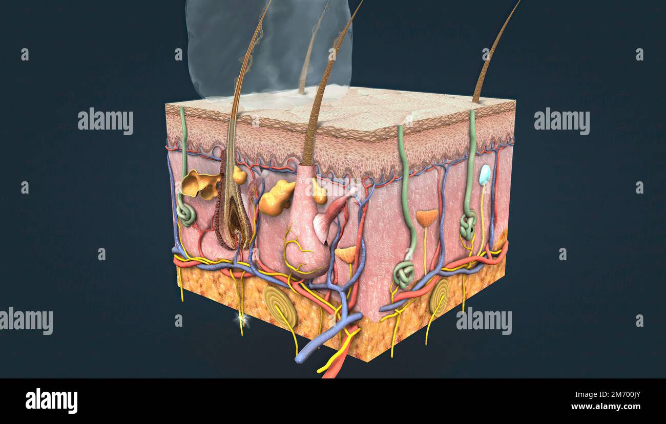 Cutaneous sense hi-res stock photography and images - Alamy