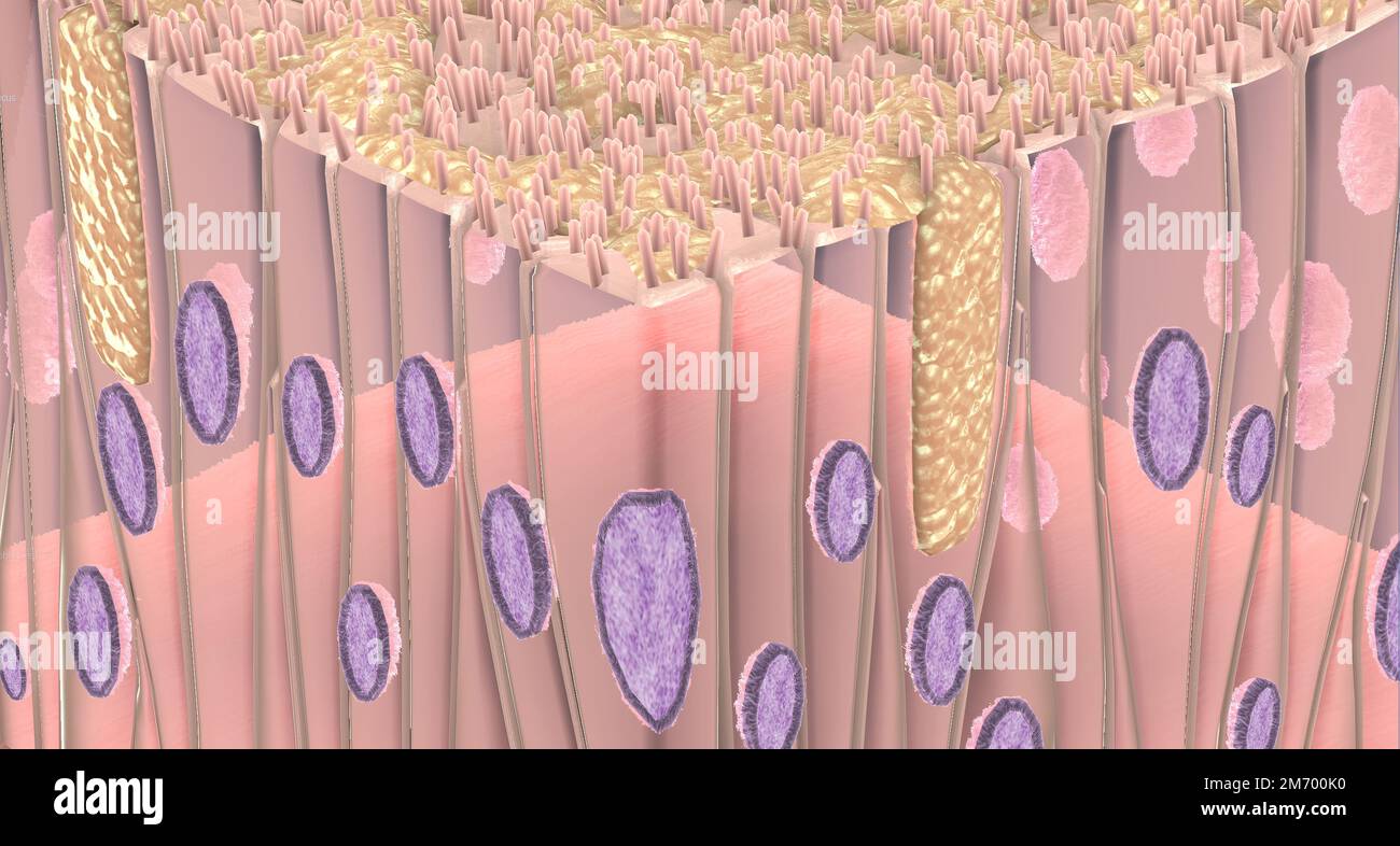 Ciliated epithelial tissue hi-res stock photography and images - Alamy