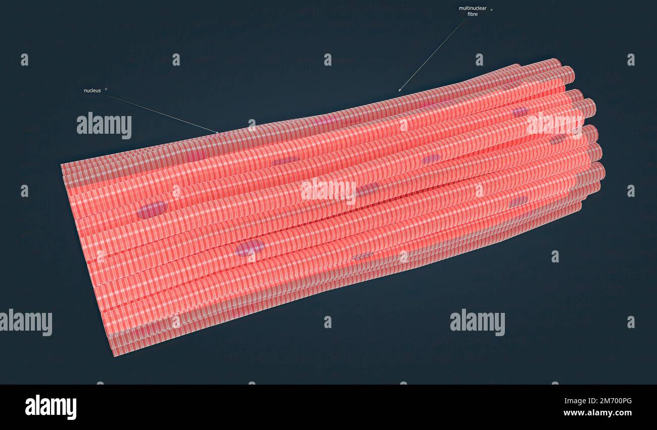 Fusiform muscle cell hi-res stock photography and images - Alamy