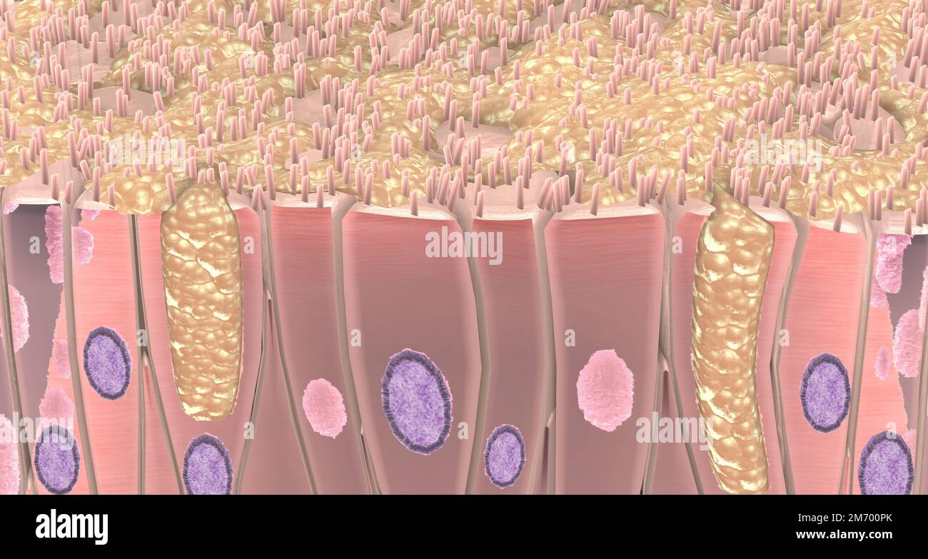 Stratified cuboidal epithelium hi-res stock photography and images - Alamy
