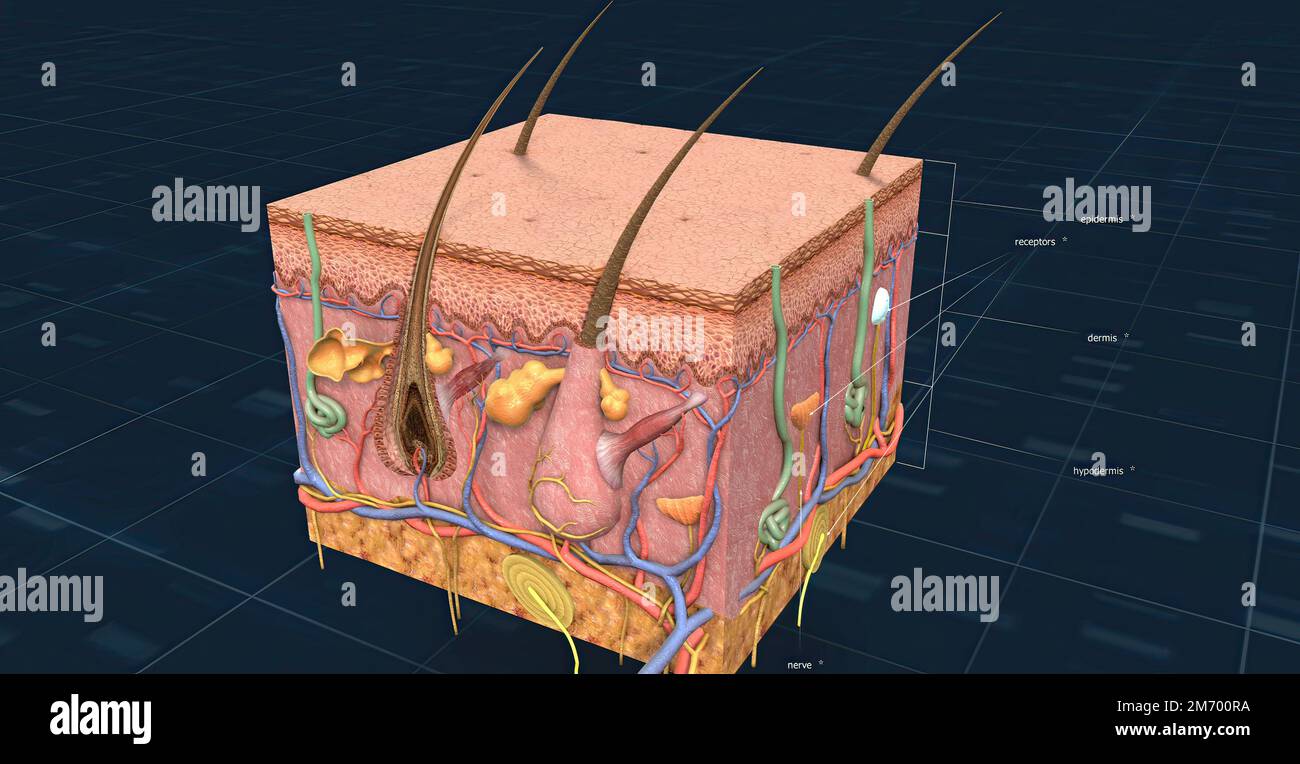 Cutaneous sense hi-res stock photography and images - Alamy
