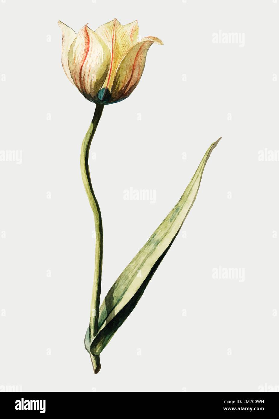 Vintage tulip flower illustration in vector Stock Vector Image & Art ...
