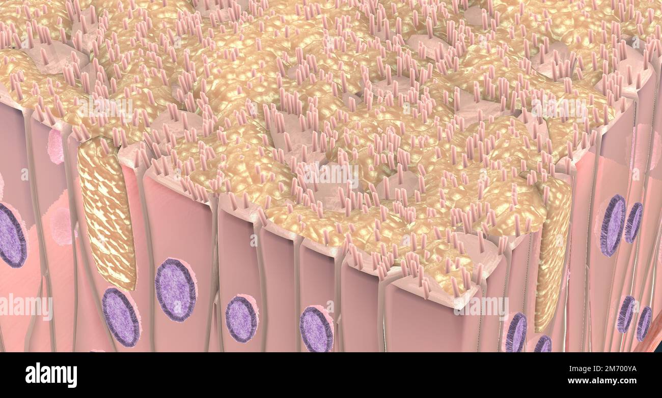 Ciliated epithelial tissue hi-res stock photography and images - Alamy