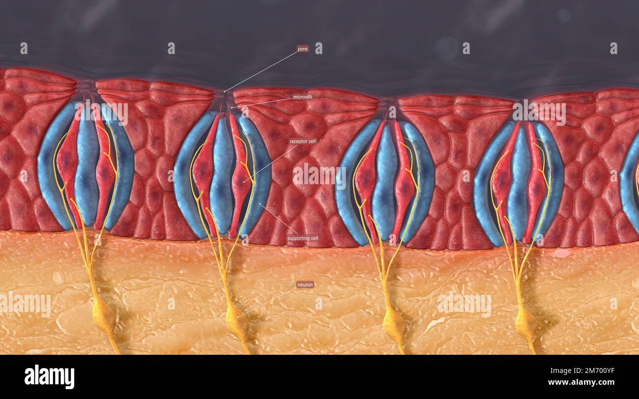Taste receptors on tongue hi-res stock photography and images - Alamy