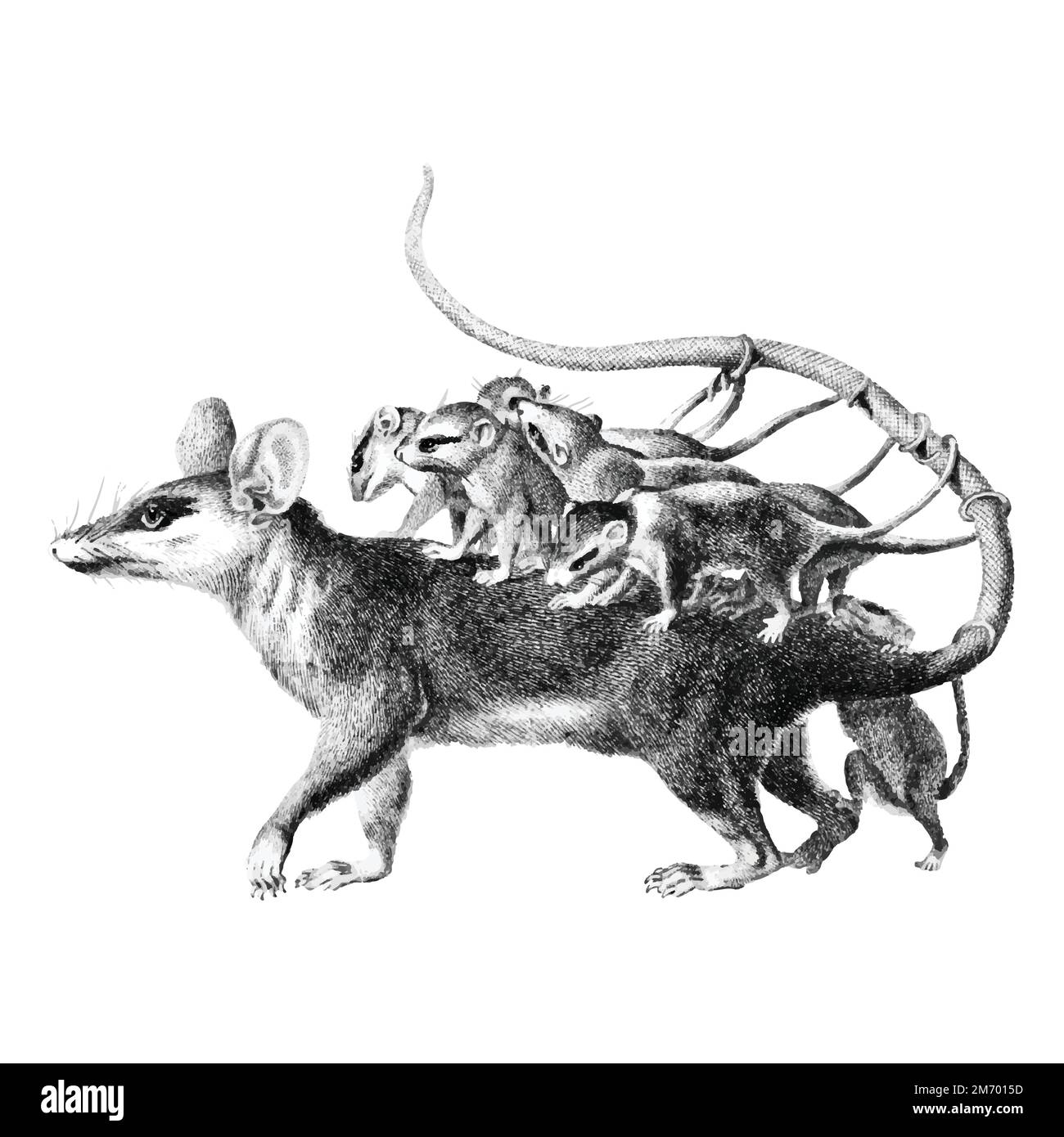 Female opossum hi-res stock photography and images - Alamy