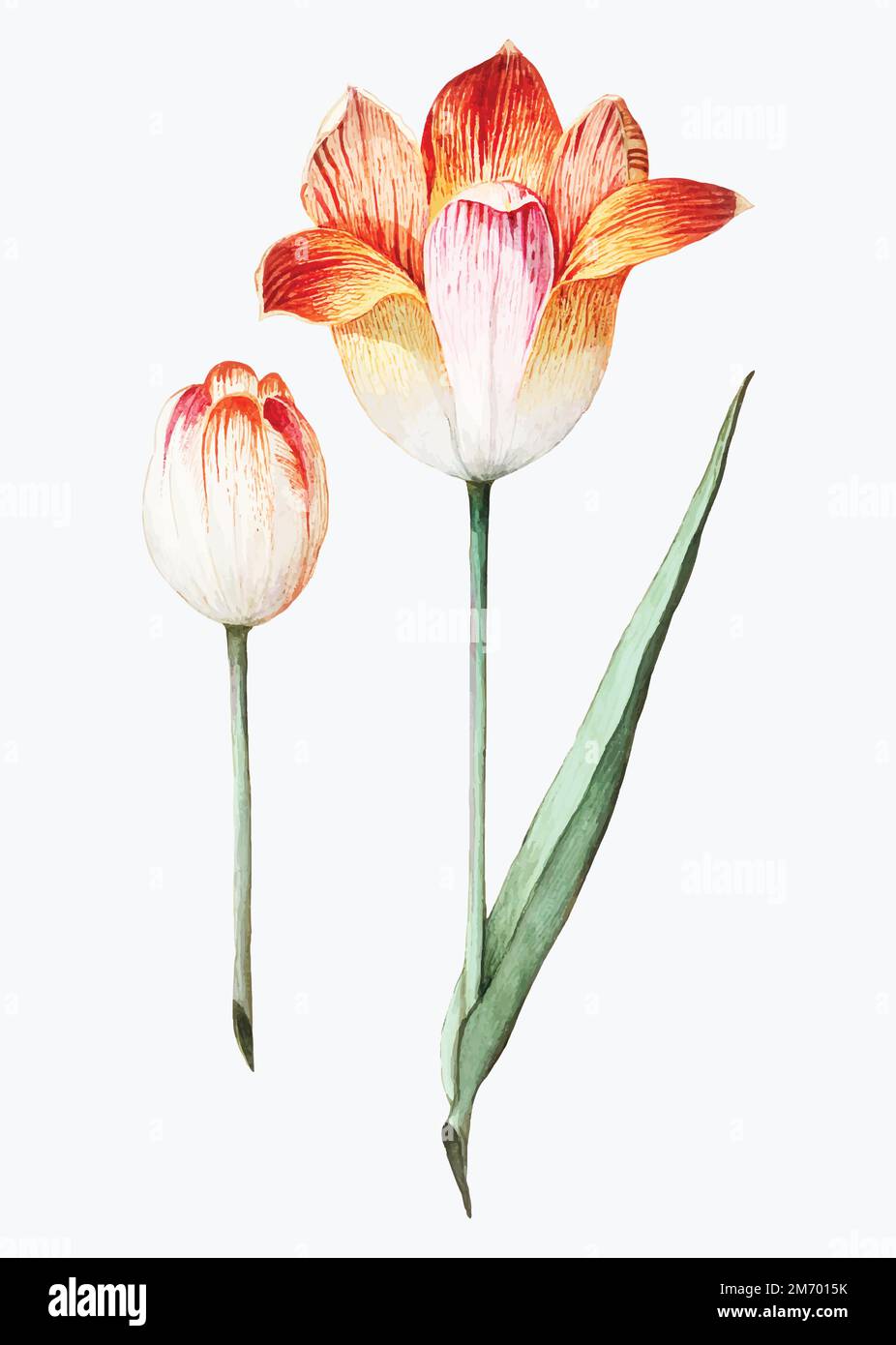 Vintage tulip flower illustration in vector Stock Vector Image & Art ...