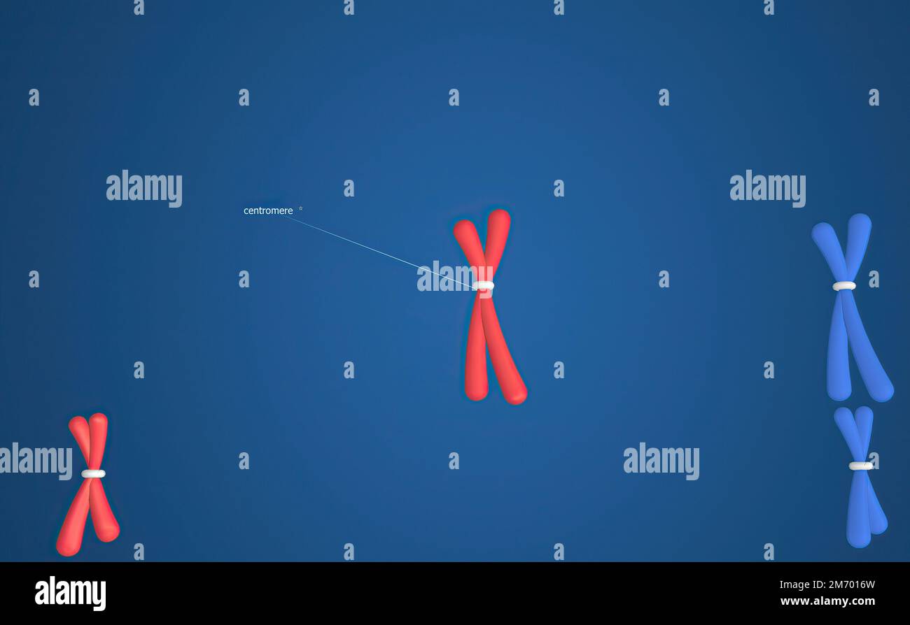 Chromatids meiosis hi-res stock photography and images - Alamy