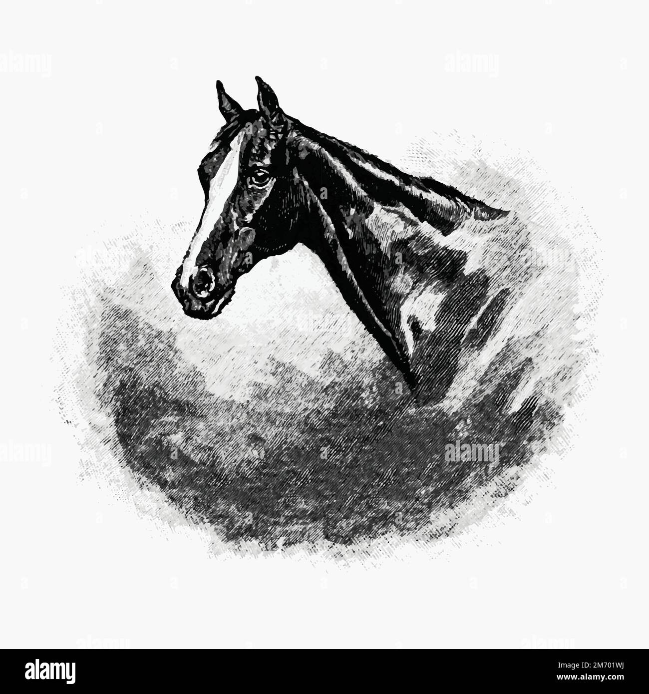 Horse engraving Stock Vector Images - Alamy