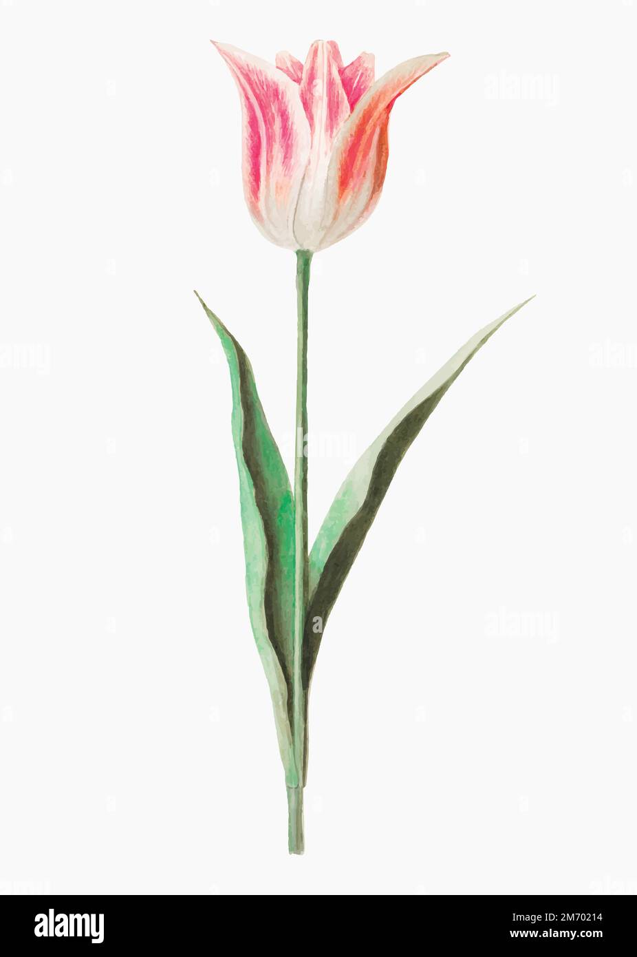 Vintage tulip flower illustration in vector Stock Vector Image & Art ...