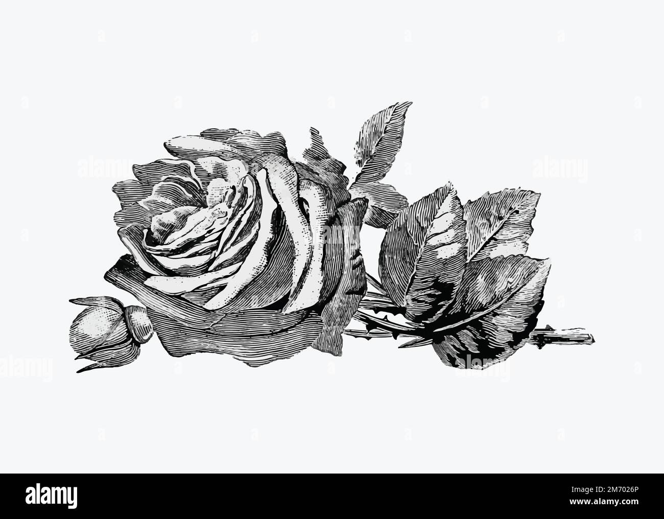 Vintage Victorian style rose engraving vector Stock Vector Image & Art ...
