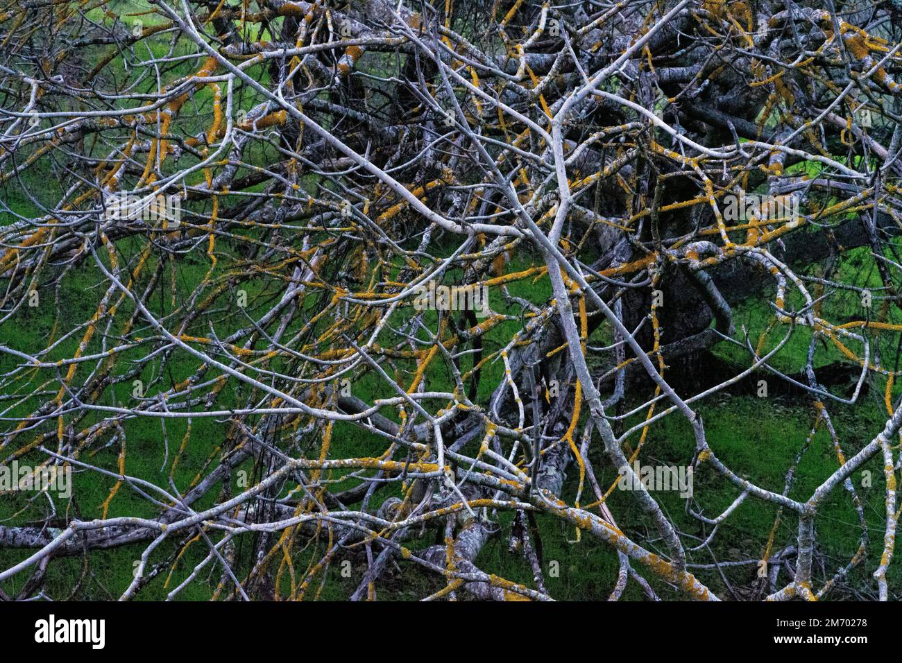 A closeup of deciduous tangled branches on the green grass Stock Photo ...