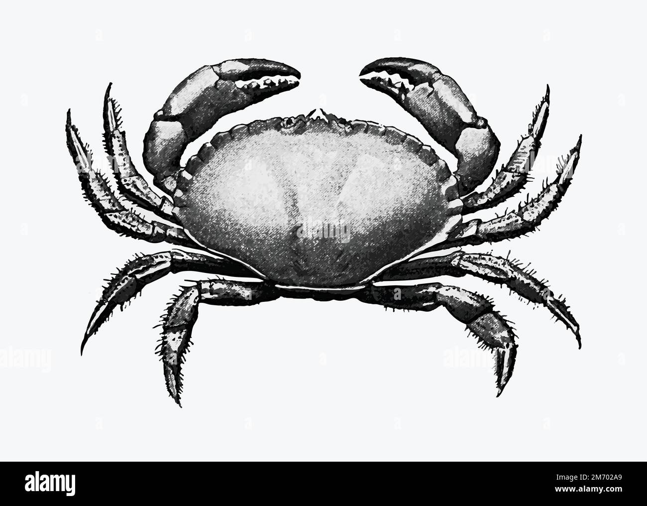 Bw engraving Stock Vector Images - Alamy