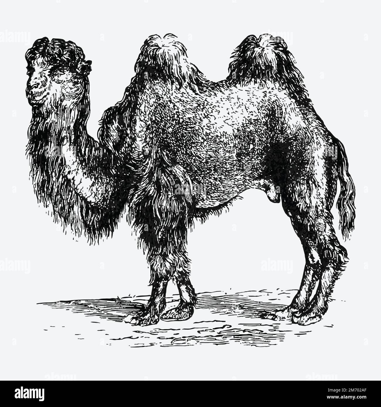 Vintage style full length Stock Vector Images - Alamy