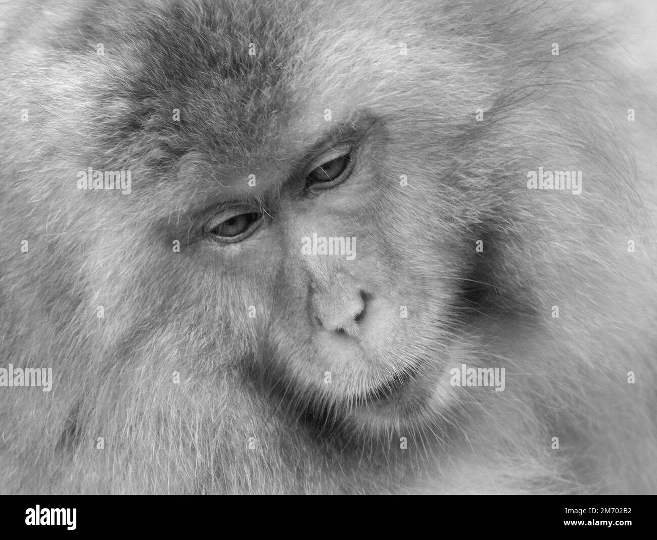 A closeup grayscale shot of the face of a Japanese Macaquein a zoo ...