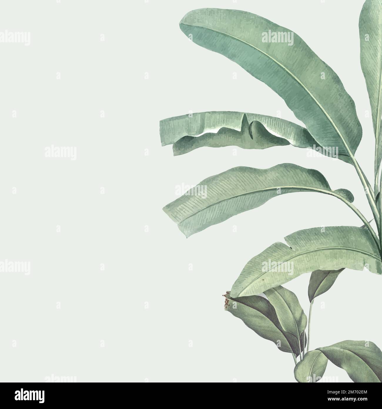 Border with banana tree illustration Stock Vector Image & Art - Alamy