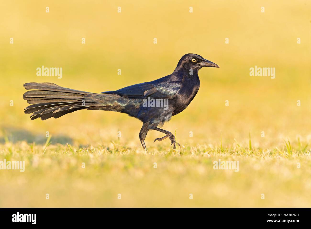 Great-tailed grackle (Quiscalus mexicanus) foraging in a field for ...