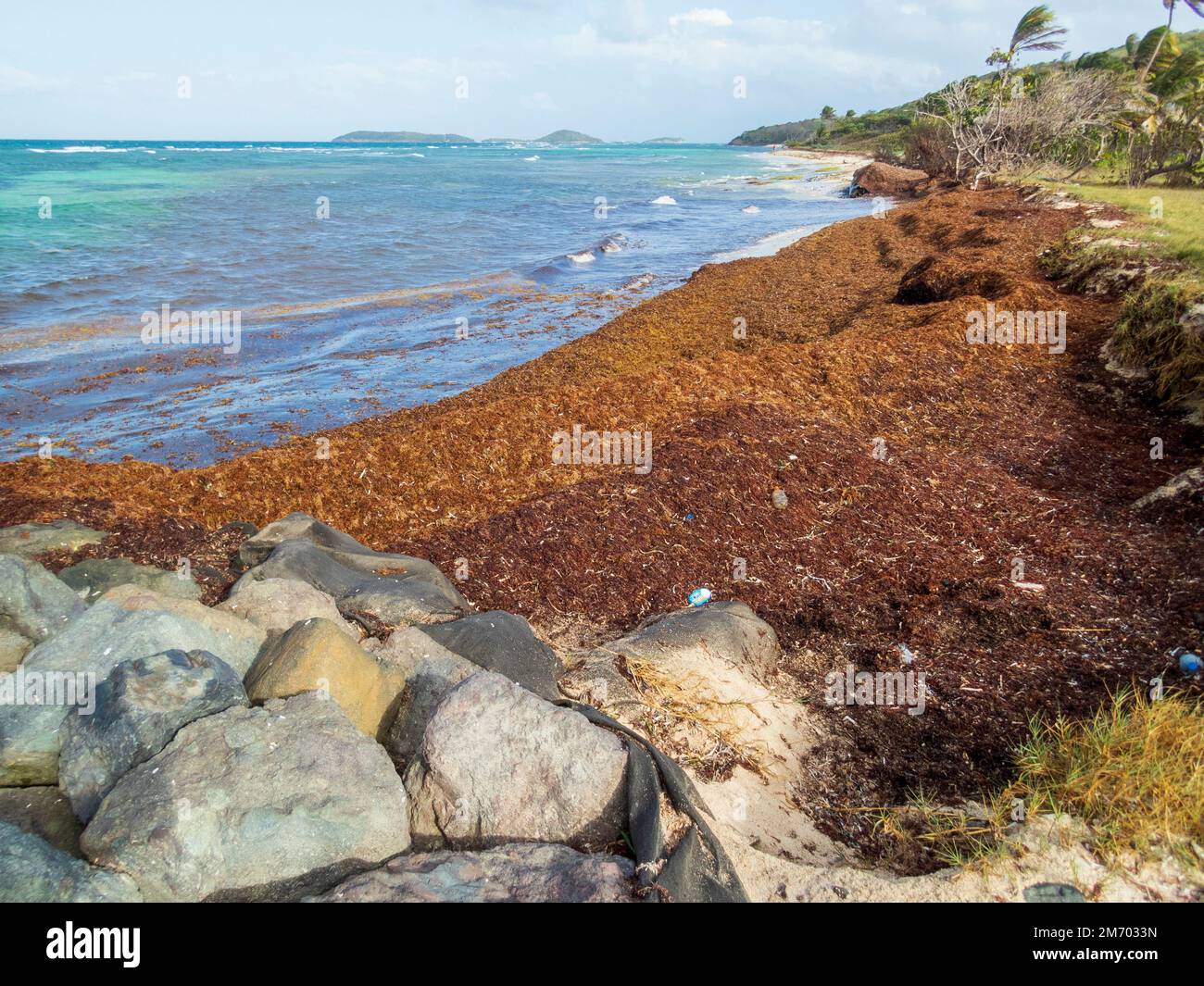 Mayreau island, Grenadines. Sargassum seaweed Stock Photo - Alamy