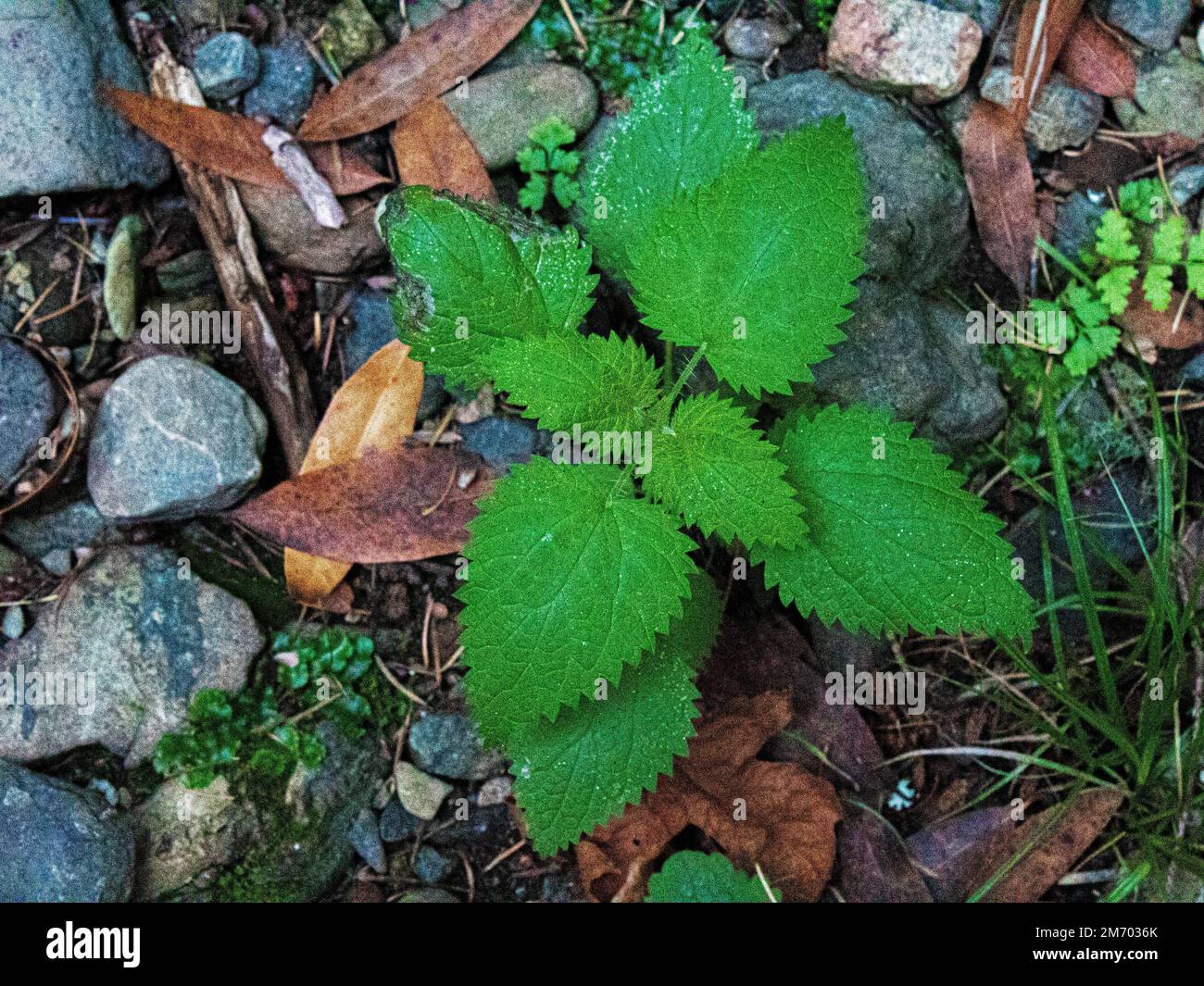 A top closeup of a stinging nettle growing on the ground with small ...