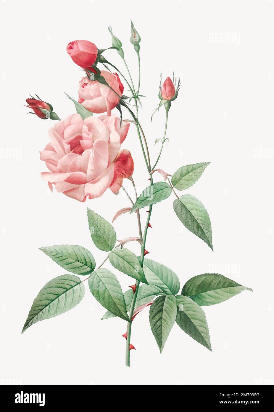 Common rose of India vector Stock Vector Image & Art - Alamy