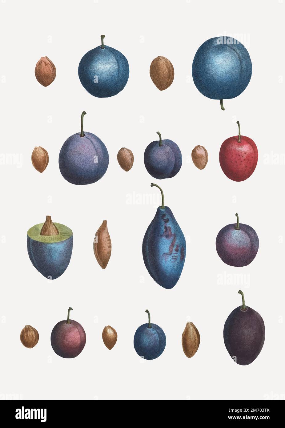 Vintage common plum fruits set vector Stock Vector Image & Art - Alamy