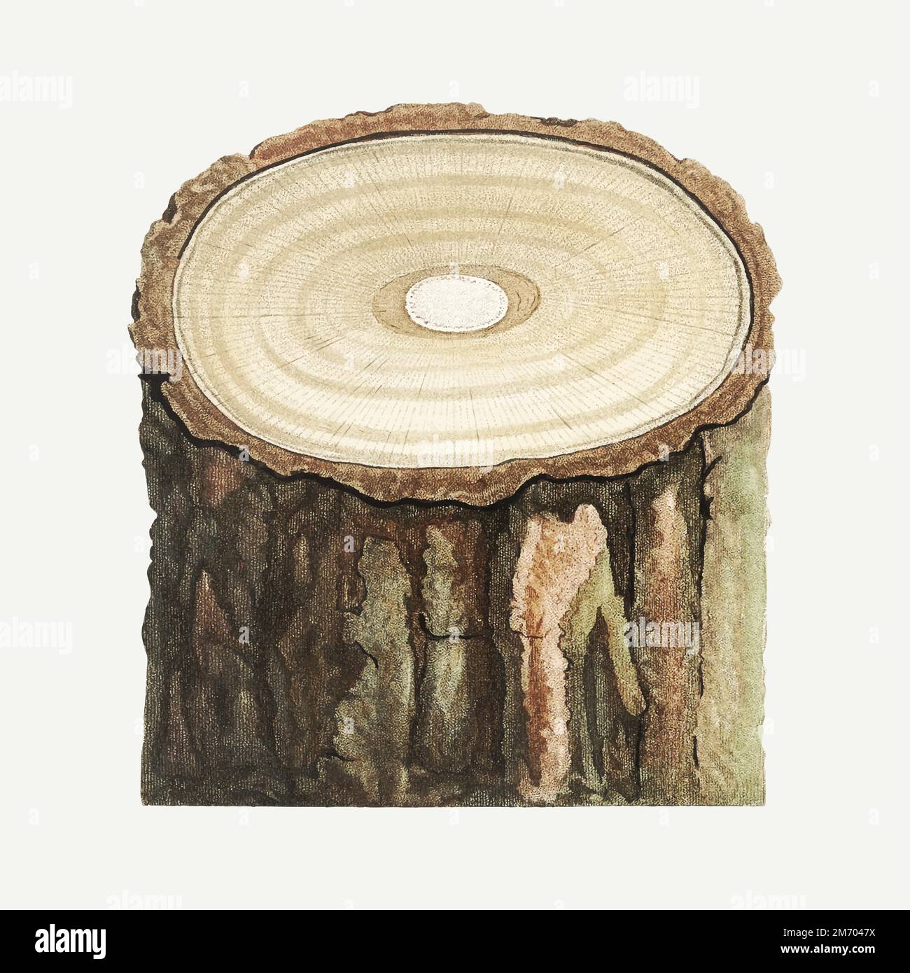 Vintage tree stump vector Stock Vector Image & Art - Alamy