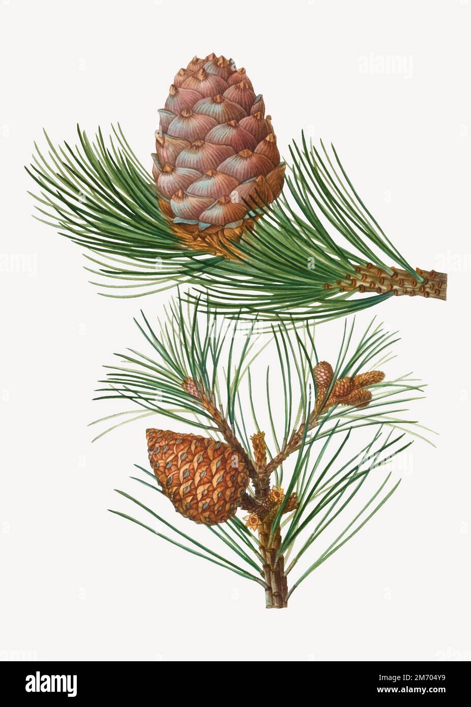 Vintage conifer cones branch plant vector Stock Vector Image & Art - Alamy