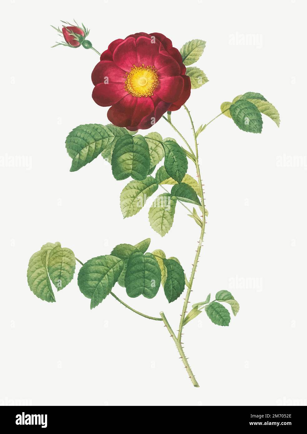 Simple-flowered French rose vector Stock Vector Image & Art - Alamy