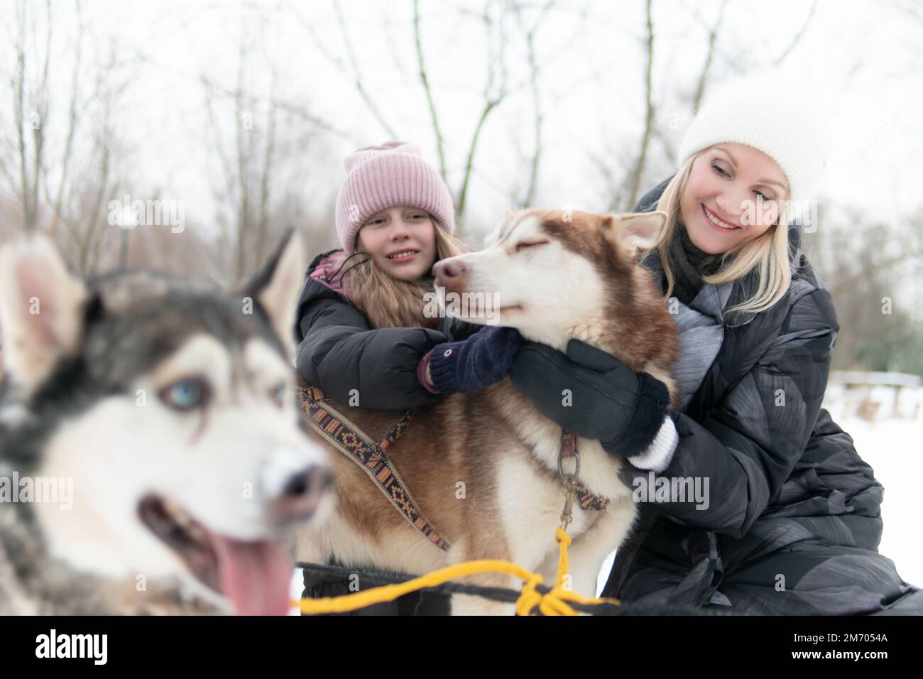 musher cold snow nature white dog husky winter canine siberian sled ...