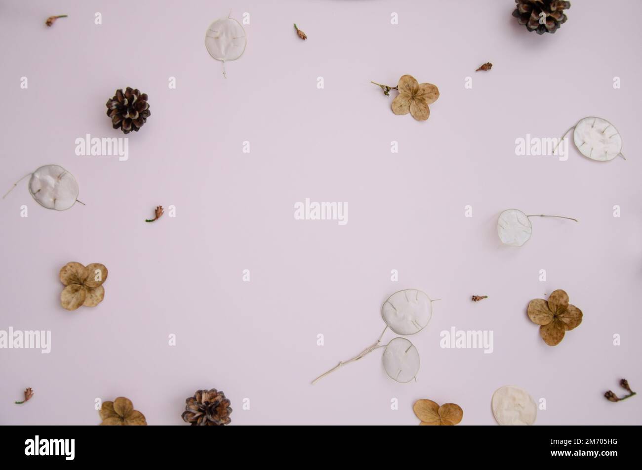 Flat lay creative natural frame of winter plants parts on rose ...