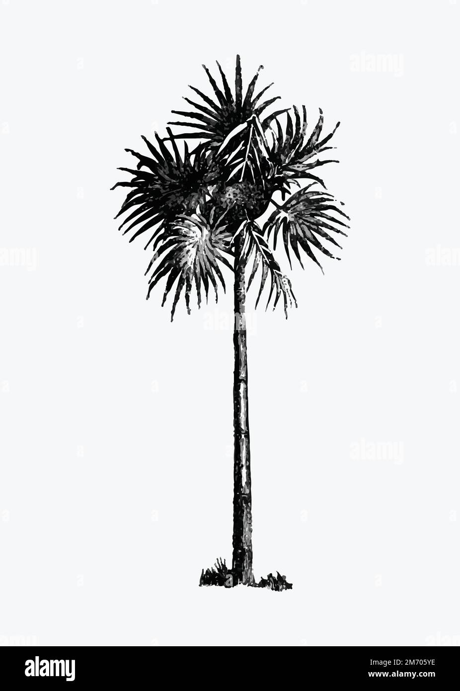 Vintage Victorian style palm tree engraving vector Stock Vector Image ...