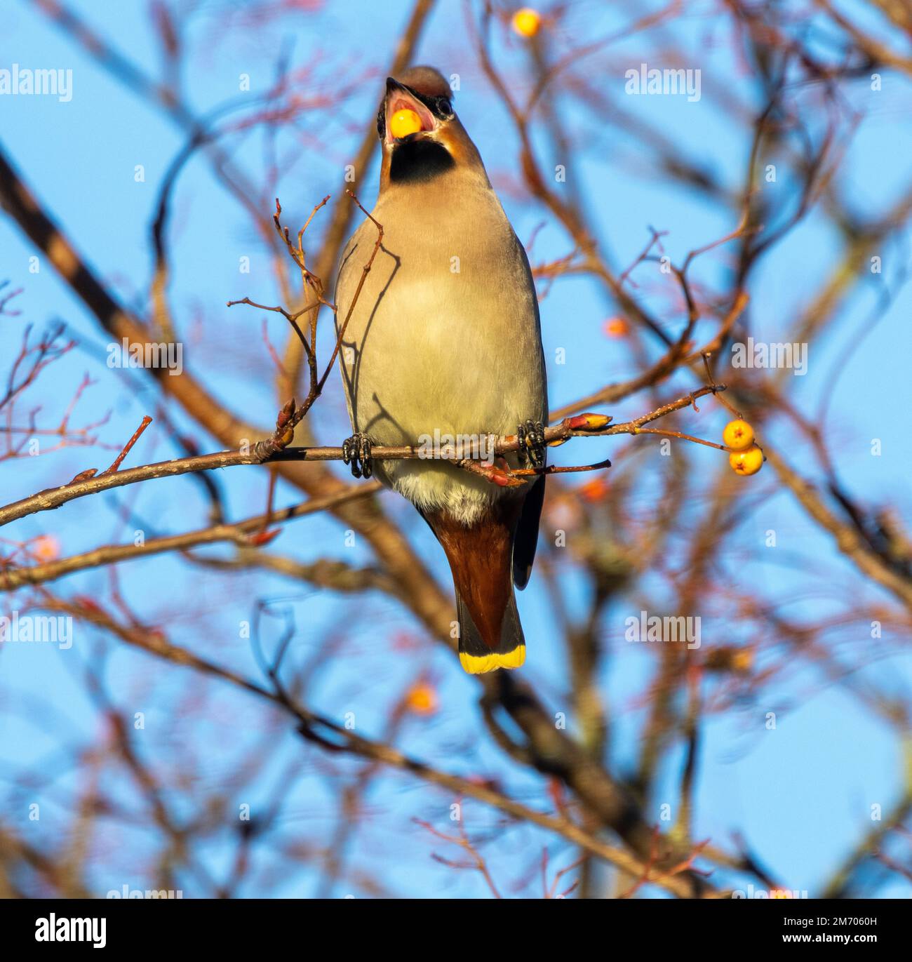 Bombycilla gaulus hi-res stock photography and images - Alamy