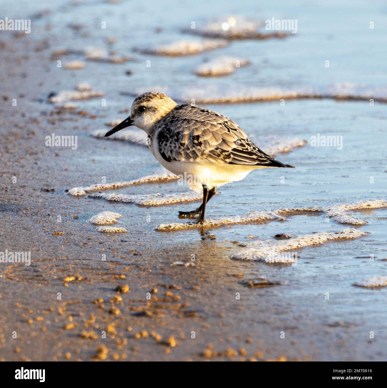 A small, pale and plump wader, the Sanderling is a winter visitor to ...