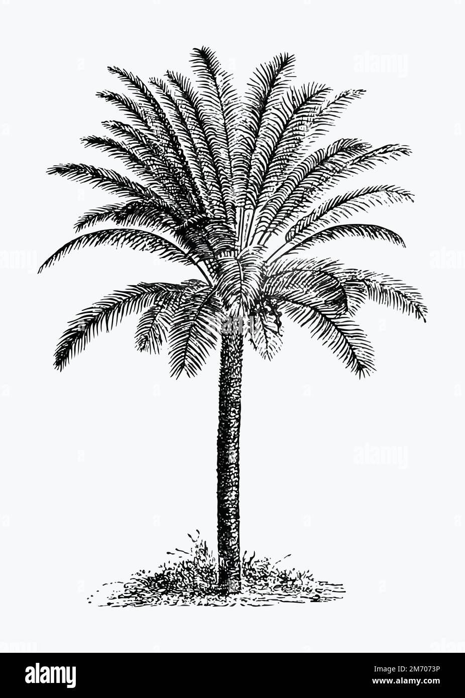Palm tree illustration vector Stock Vector Image & Art - Alamy